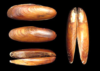 贻贝目 Mytioida 蓝色动物学（中国动物学科普）